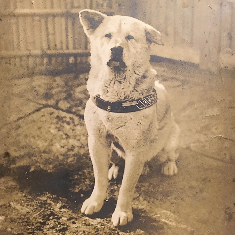 Hachiko Statue: Story and Meaning - Arturban Statue