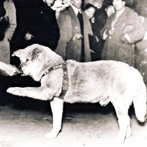 Hachiko Statue: Story and Meaning - Arturban Statue