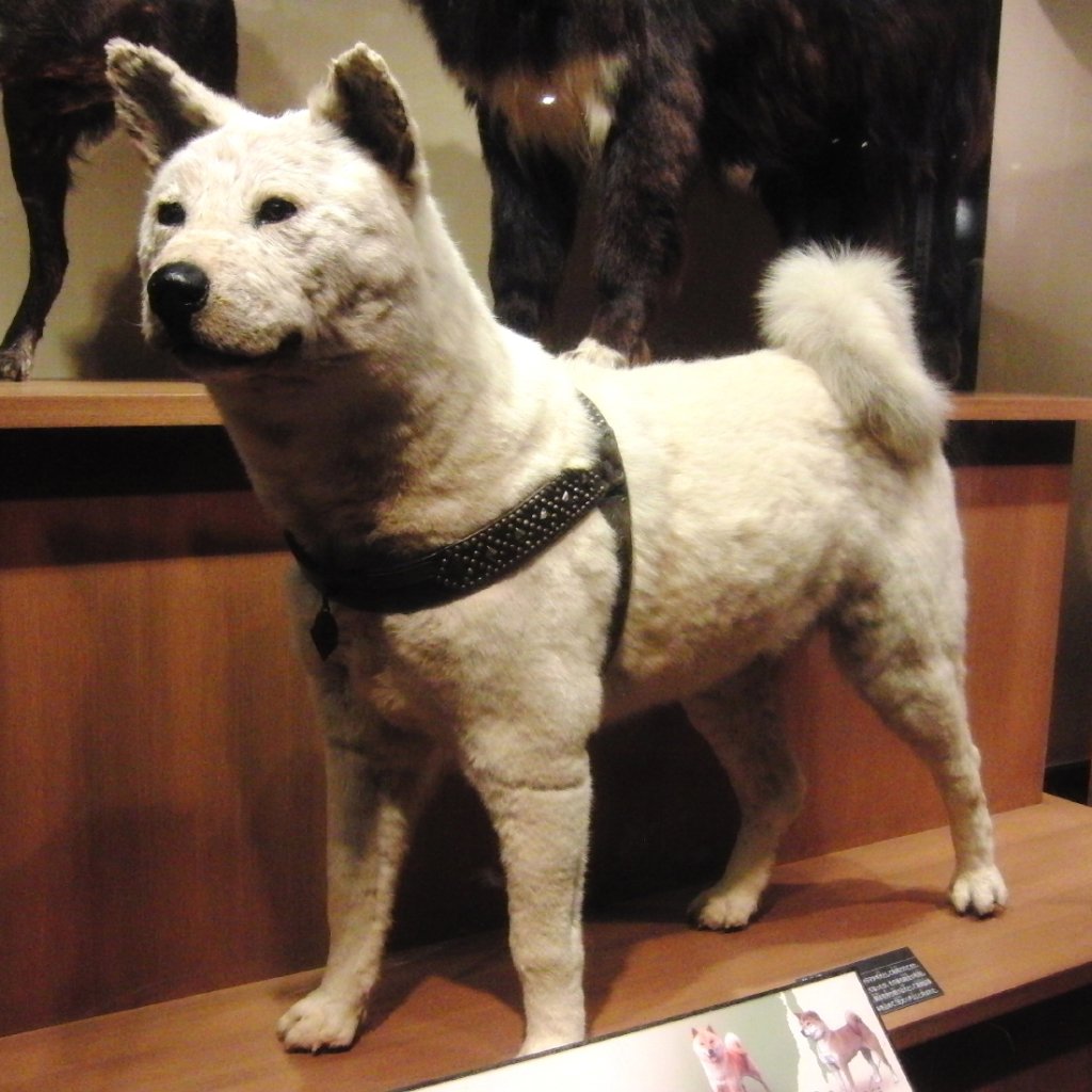 Hachiko Statue: Story and Meaning - Arturban Statue